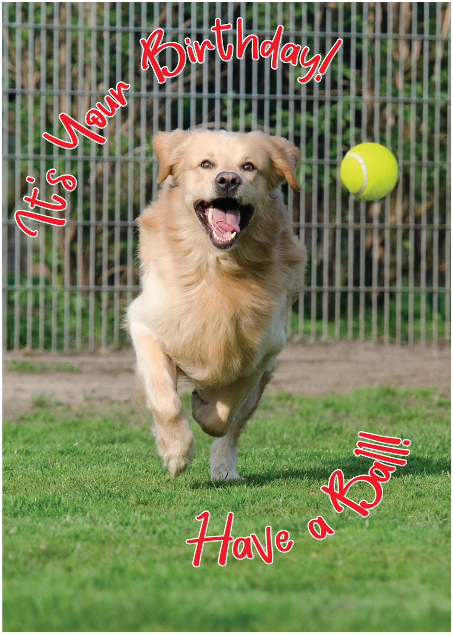 Glory To Dog Glory To Dog It's Your Birthday Have a Ball Golden ...