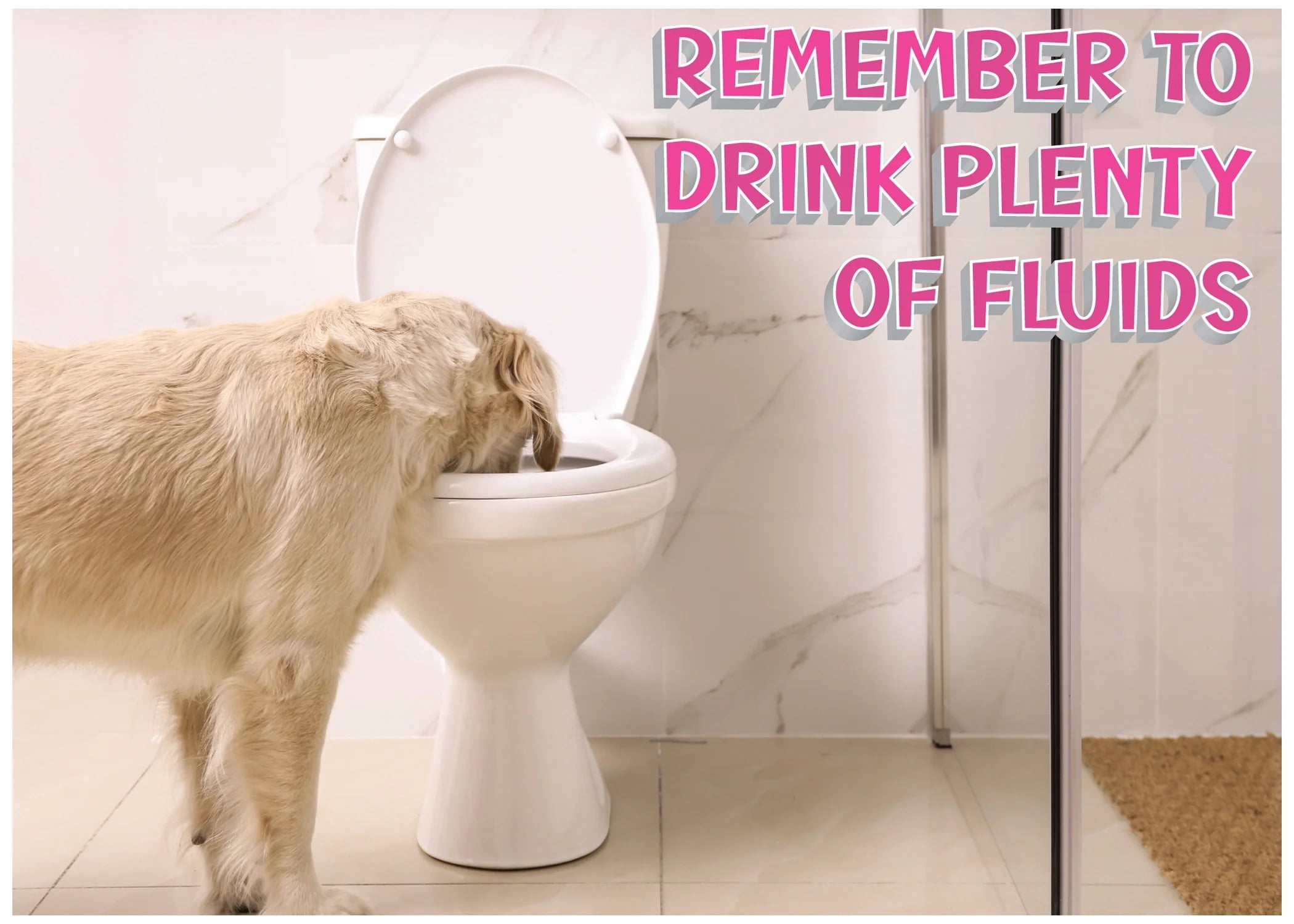 Glory To Dog Remember to Drink Plenty of Fluids and Get Lots of Rest ...