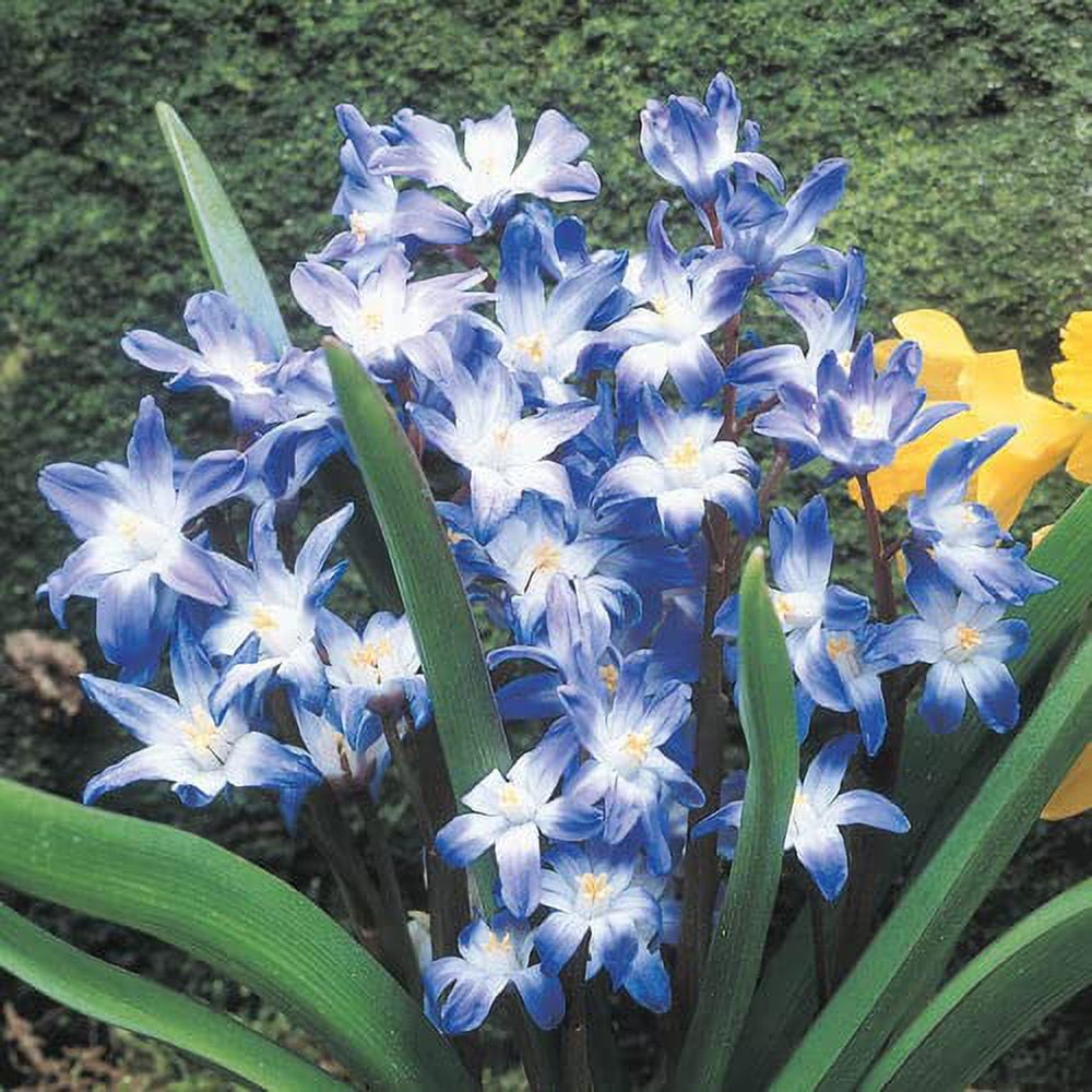 Glory of The Snow Bulbs for Planting - Chionodoxa "Luciliae" - Stunning ...