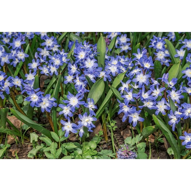 Glory of The Snow Flower Bulbs - Early Spring Bloomers- 10 Bulbs ...