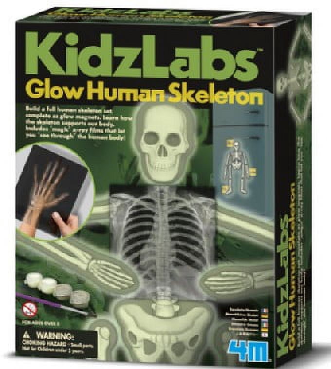 Glow Human Skeleton Kit - Walmart.com