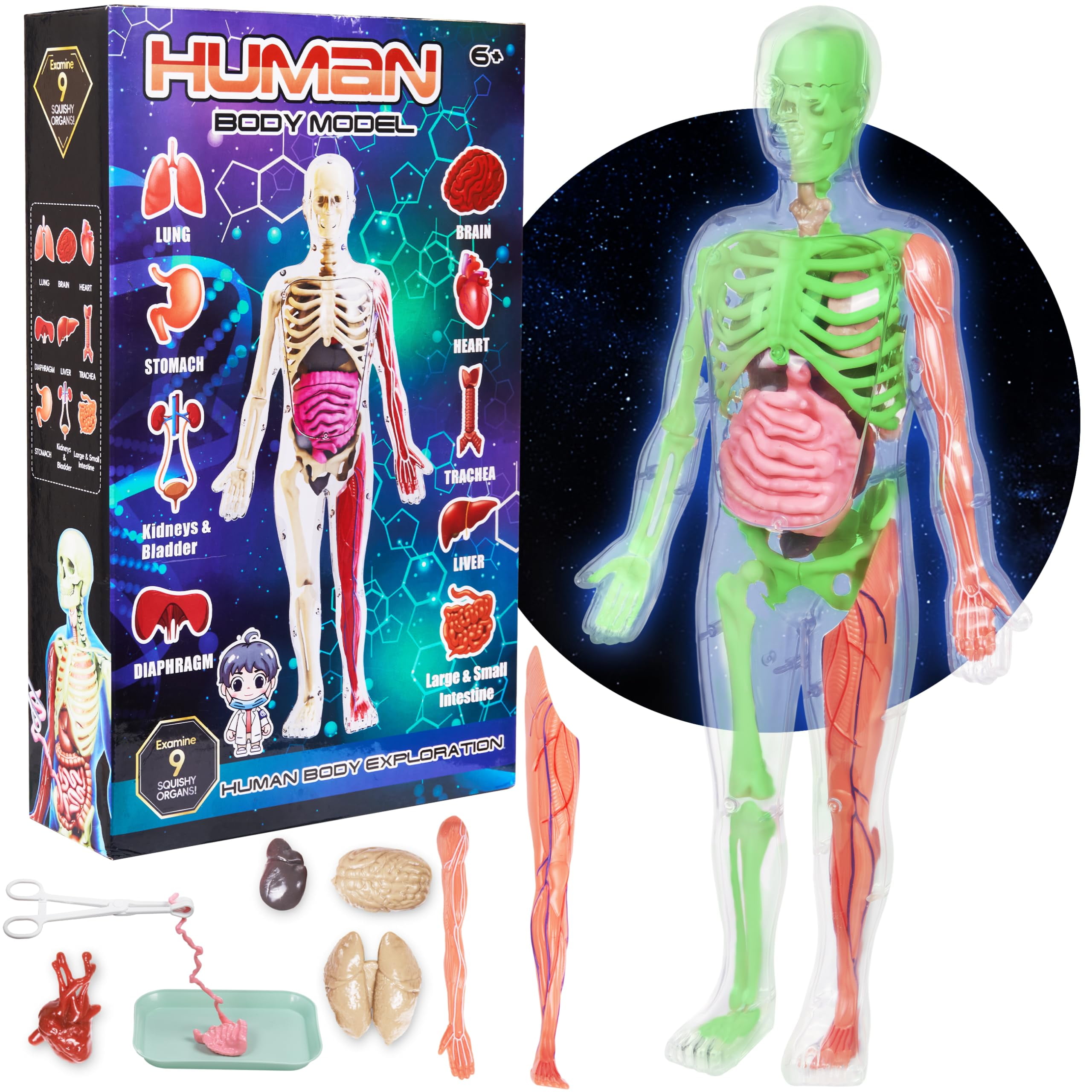 Glow-in-the-Dark Human Body Anatomy DHF10 Model: STEM Science Kit Ages 6-10 - Interactive ...