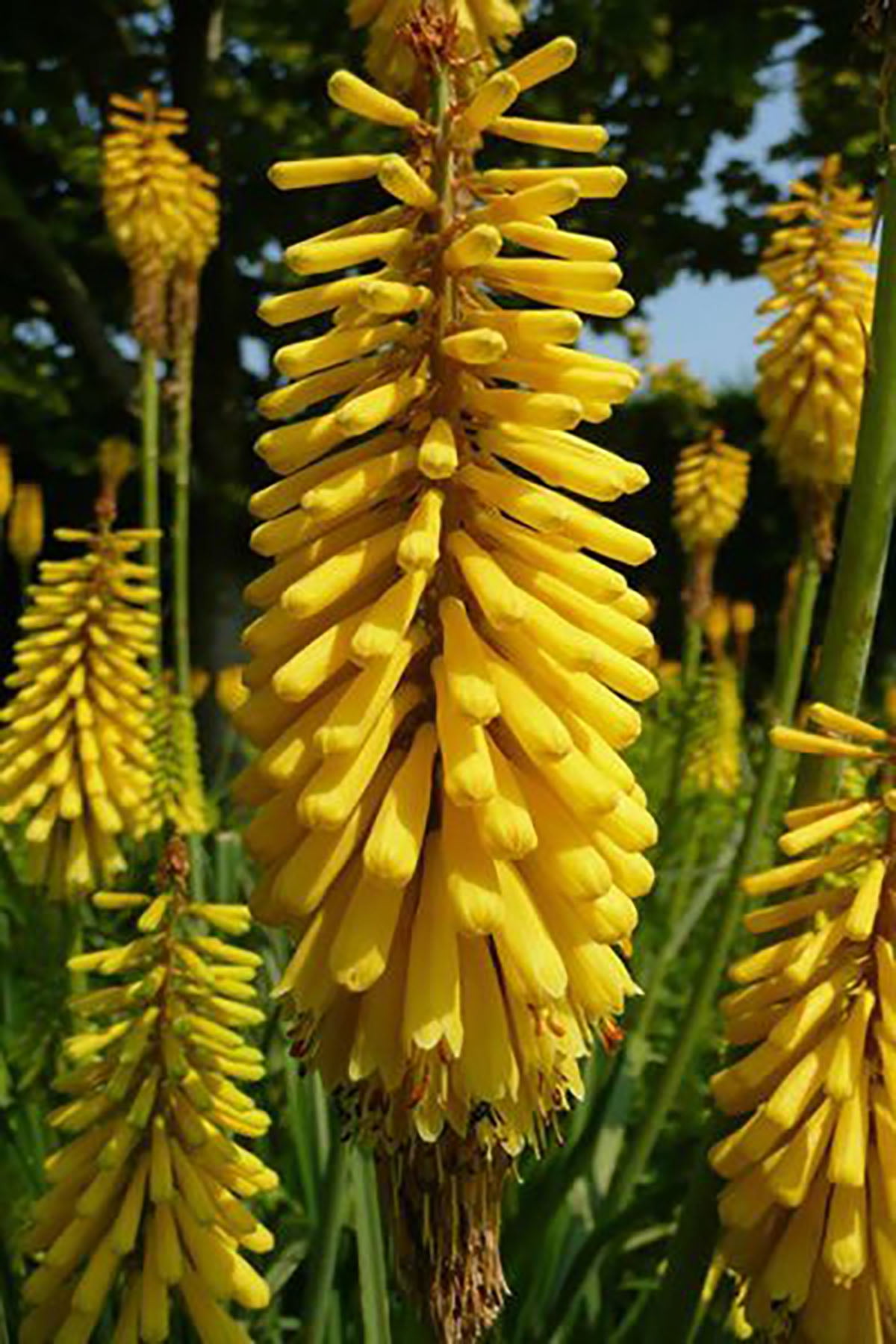 Glowstick Yellow Hot Poker - Kniphofia uvaria - Perennial Plant ...