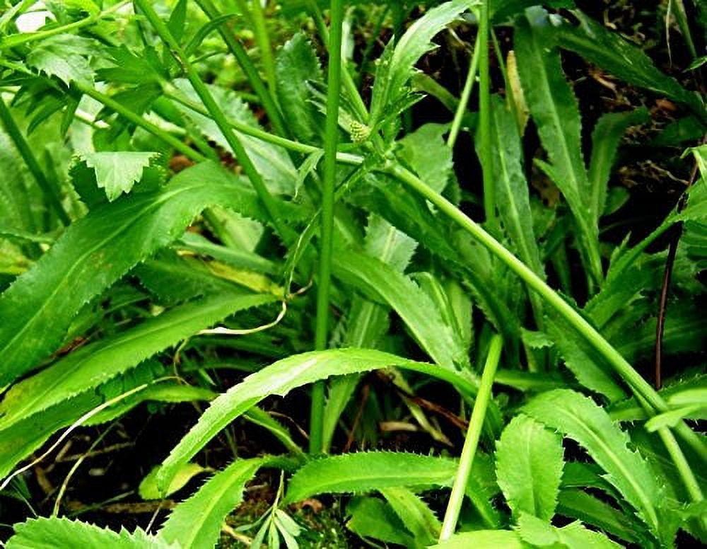 Go Garden Puerto Rican Seeds - Recao - Culantro -Thai Parsley-NGO GAI ...