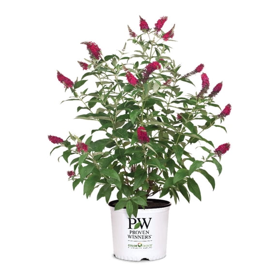 Butterfly Bush Shrubs
