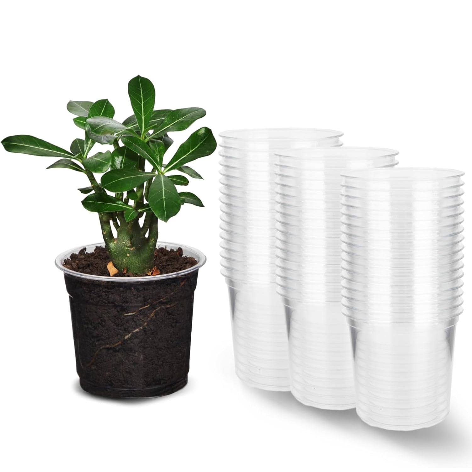 GoXteam 15Pack 5.2 Inch Clear Plastic Pots for Plants, Clear Nursery ...