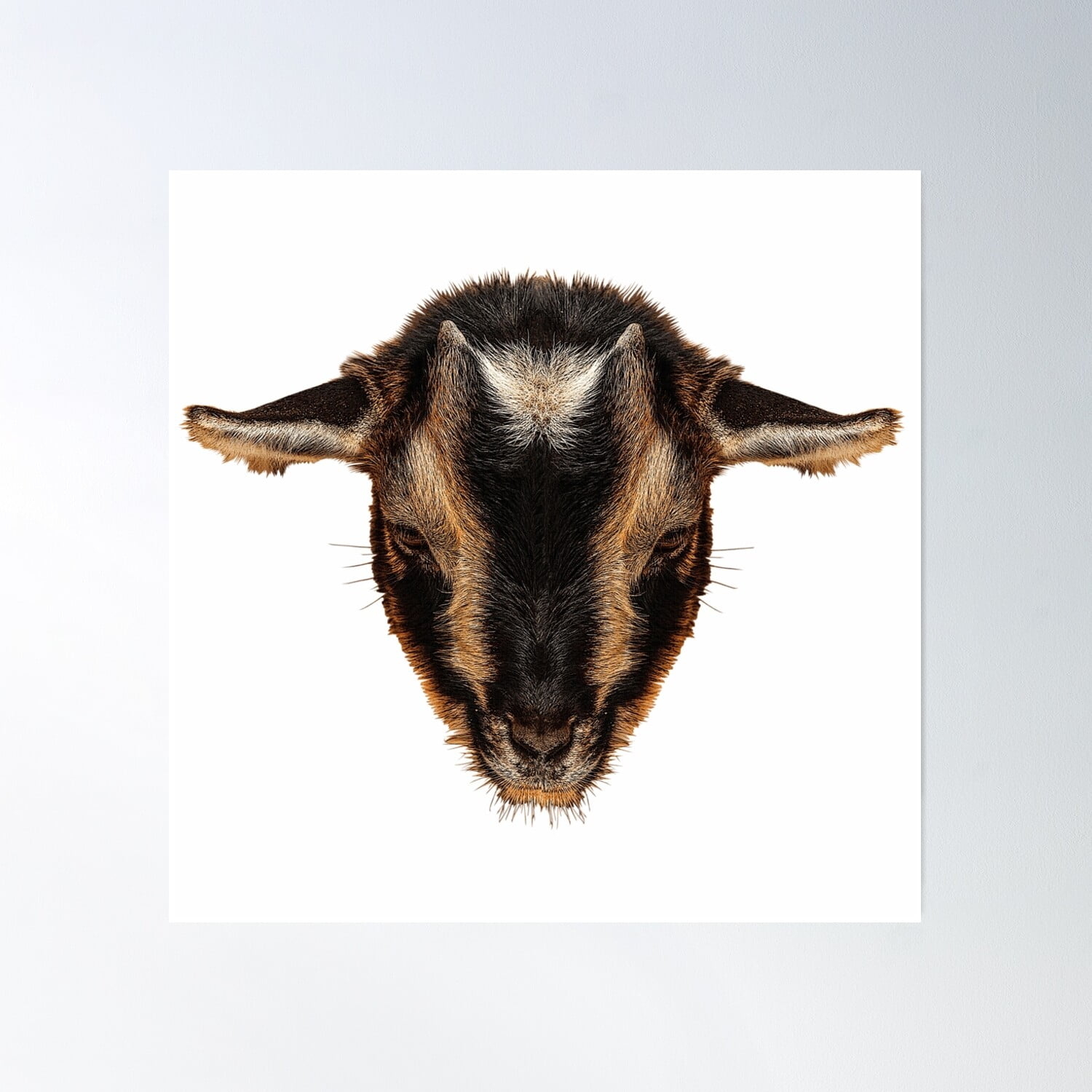 Goat Faces, Baby Goats, Rural Motifs, Motifs For Babies Poster Wall Art ...