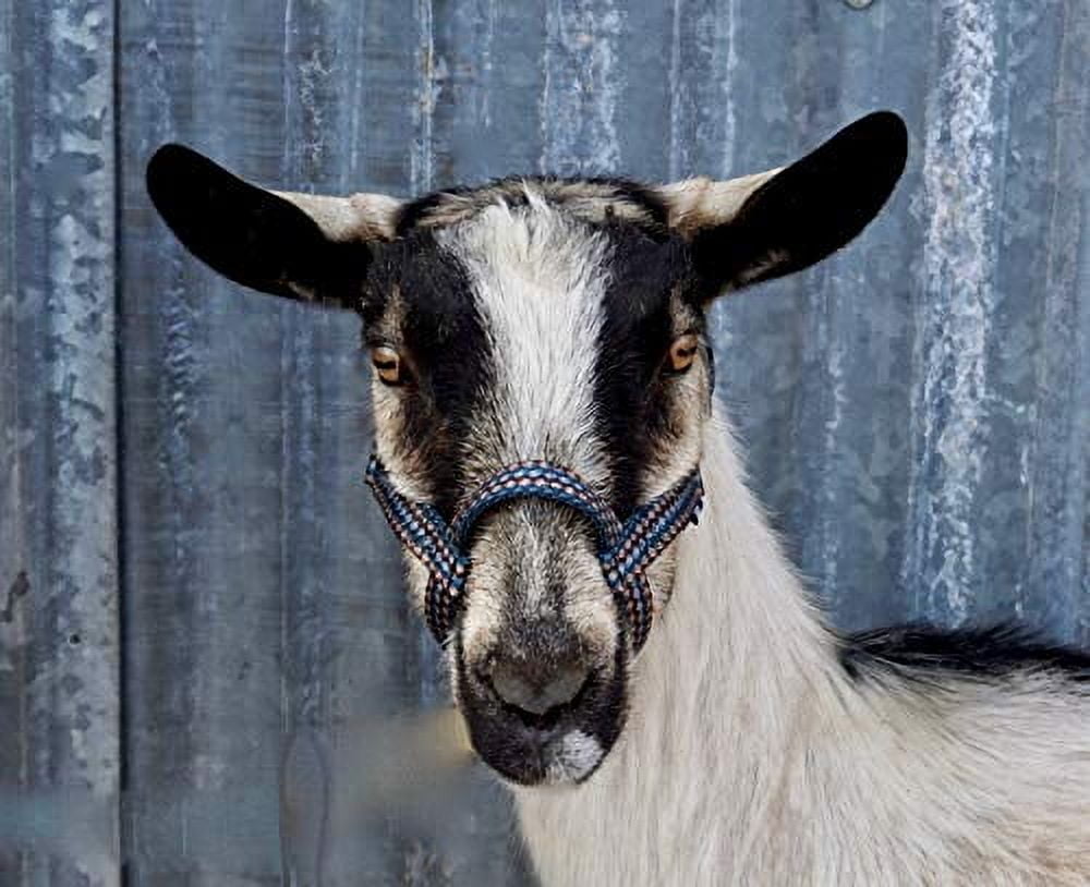 Goat Halter, S M L XL, Made in USA, 30 Patterns, Figure 8, Sheep, Small, Medium, Large, foal ...