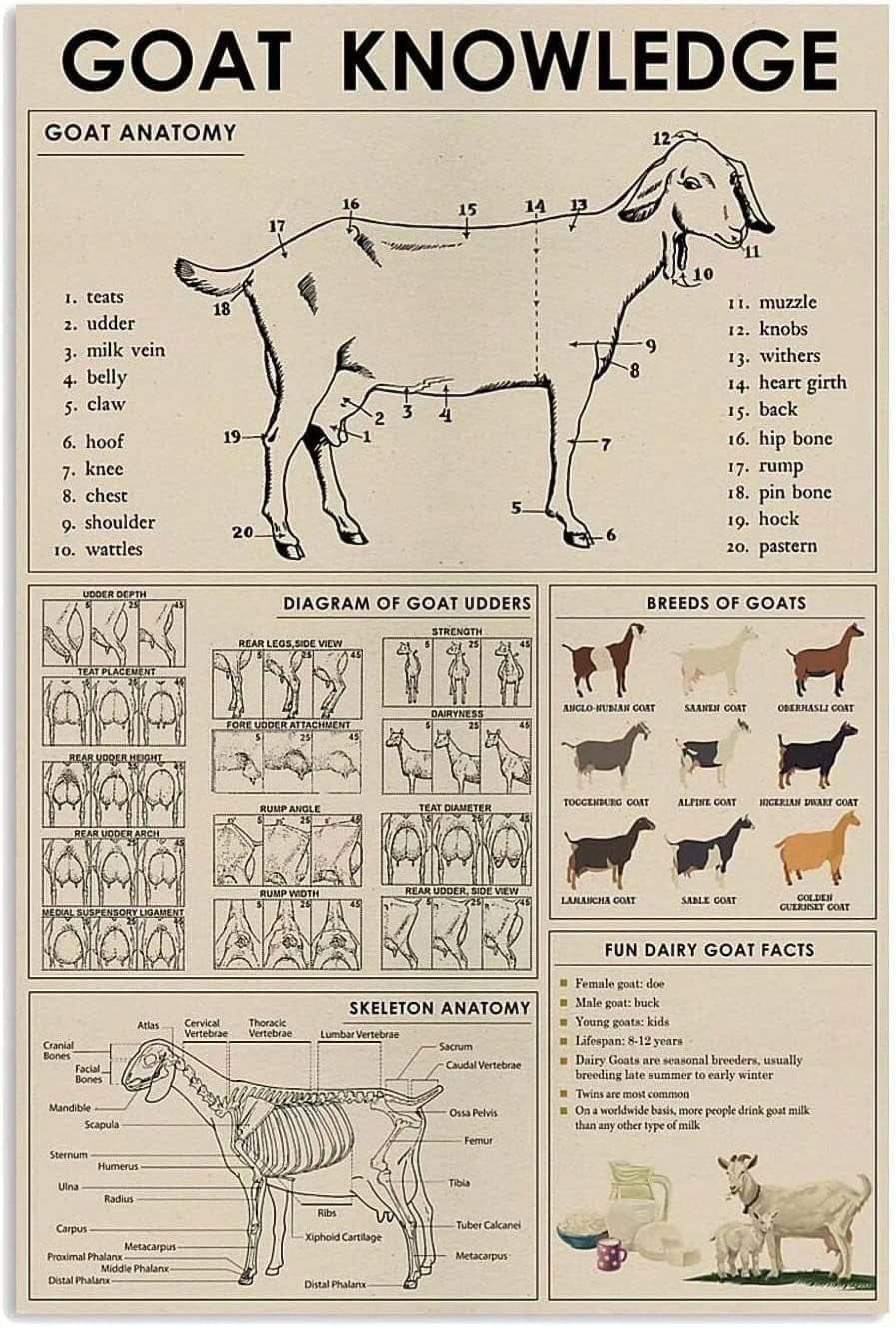 Goat Knowledge Metal Signs Wall Decor Goat Anatomy Infographic Posters ...