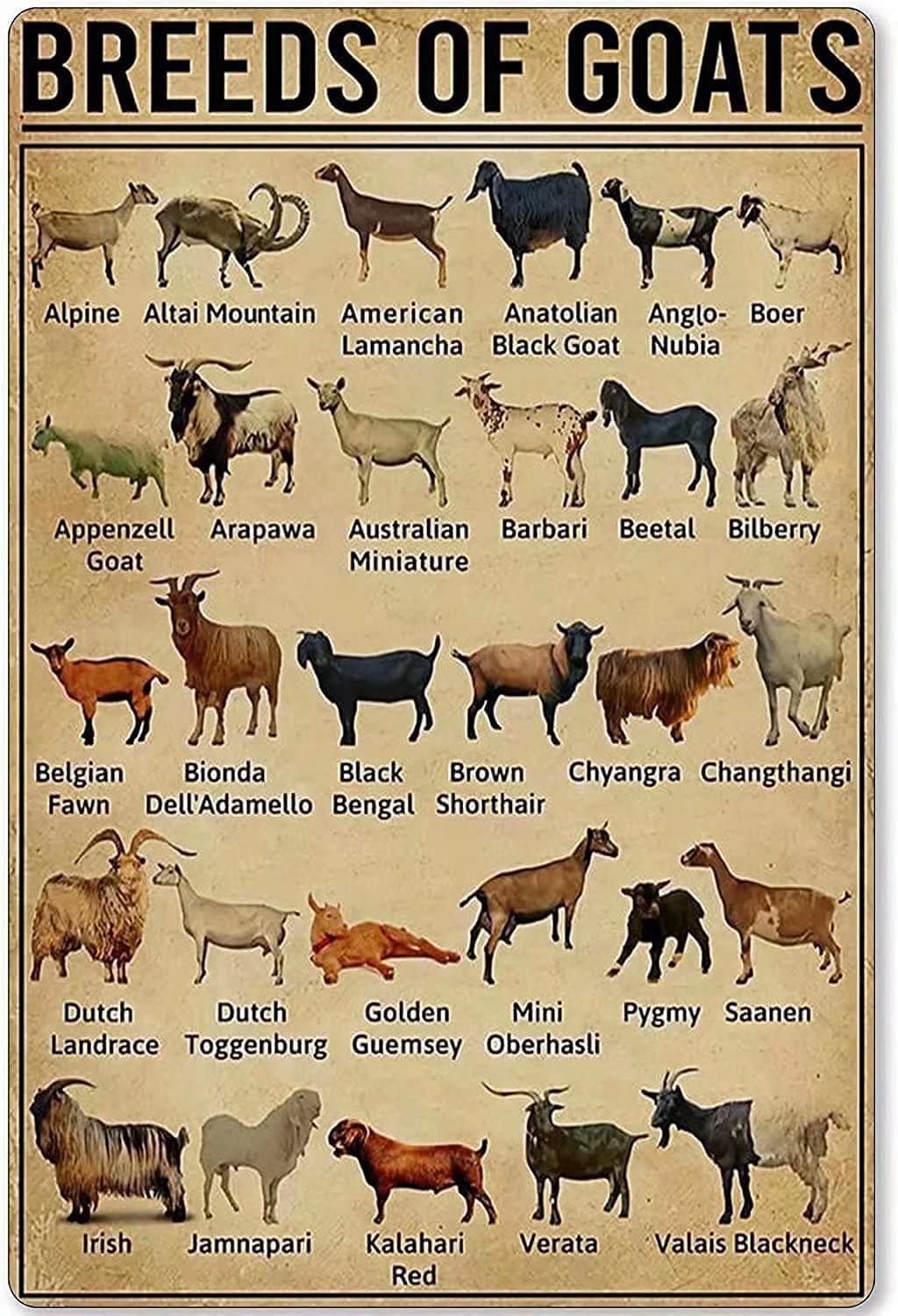 Goat Knowledge Metal Tin Signs Breeds Of Goats Learning Print Poster ...