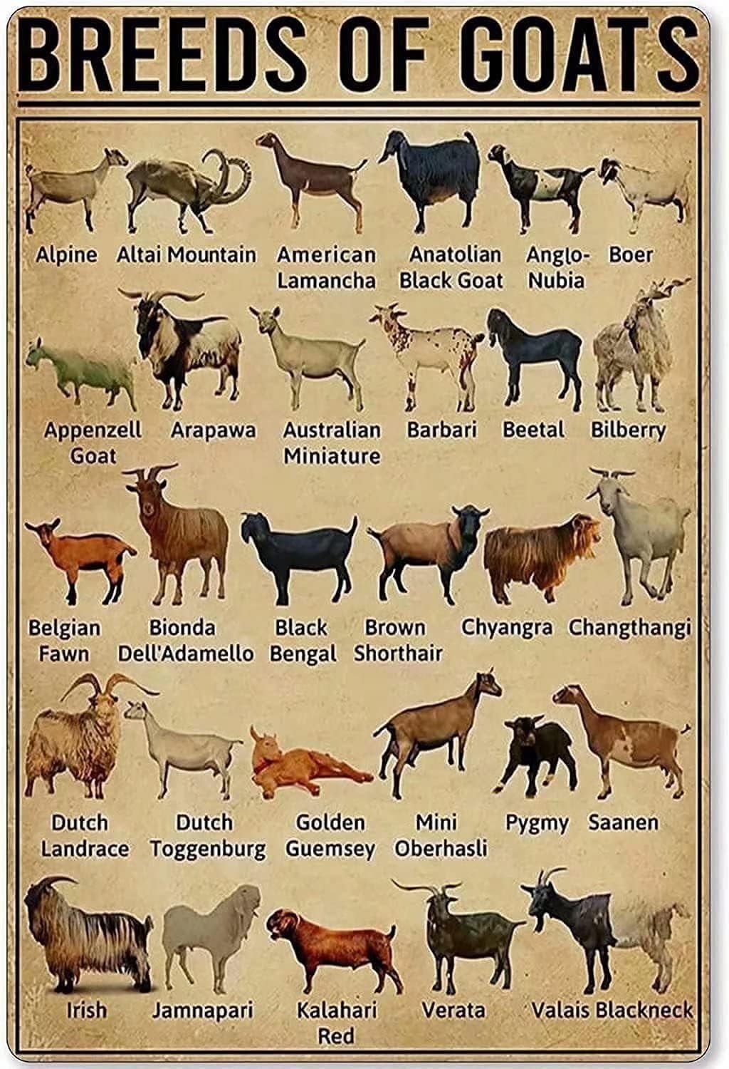 Goat Knowledge Metal Tin Signs Breeds Of Goats Poster Library School ...