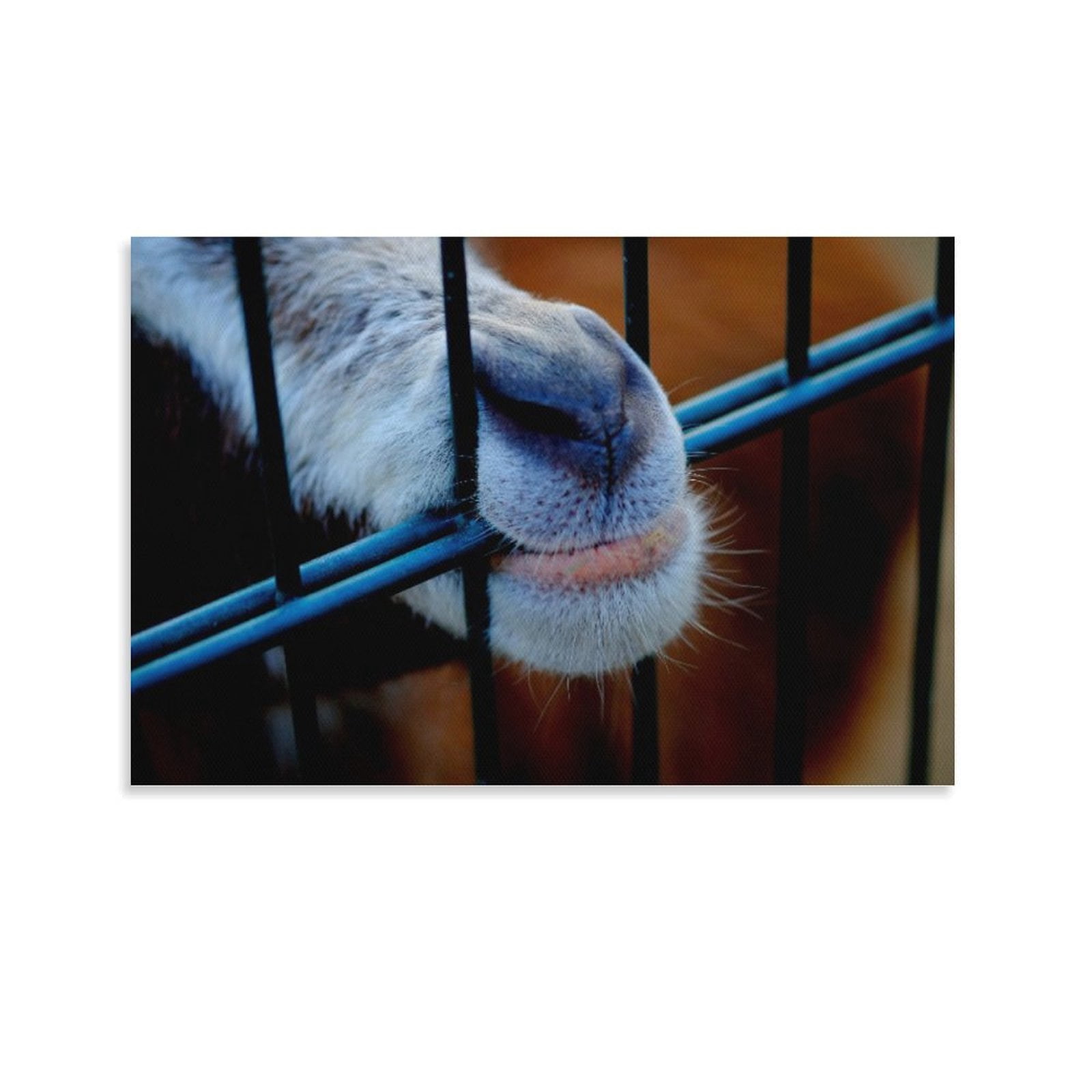 Goat Snout Animal Billy Goat Canvas Art Poster And Wall Art Picture ...
