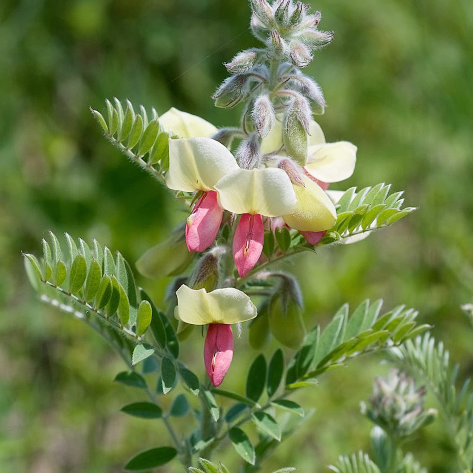 Goat's Rue Seeds AJH3 Tephrosia Virginiana Herbaceous Perennial ...