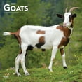 Goats 2021 Square (Other) - Walmart.com
