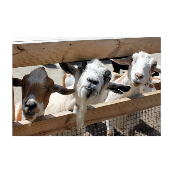 Goats - Photography Farmhouse Animal Rural Farm Pastoral Rustic ...