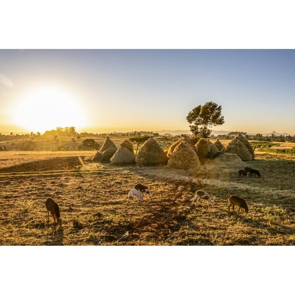 Goats and haystacks in the fields of teff Jib Gedel; Amhara Region ...