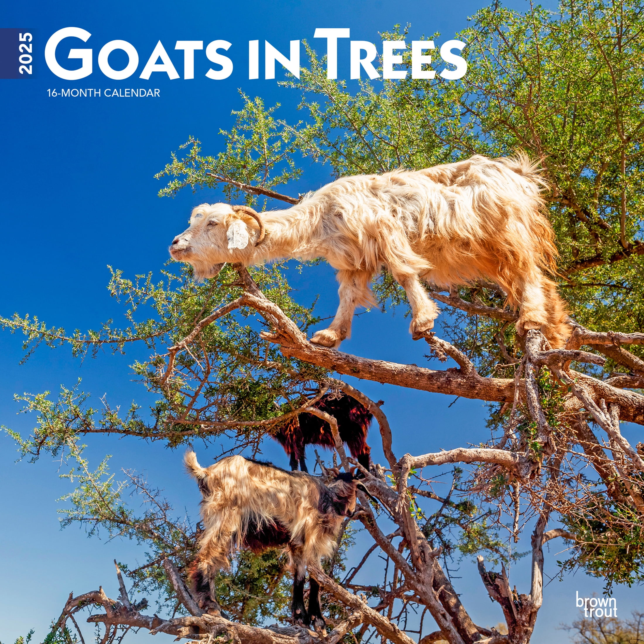 Goats in Trees | 2025 12x24" (Hanging) Wall Calendar | Plastic-Free ...