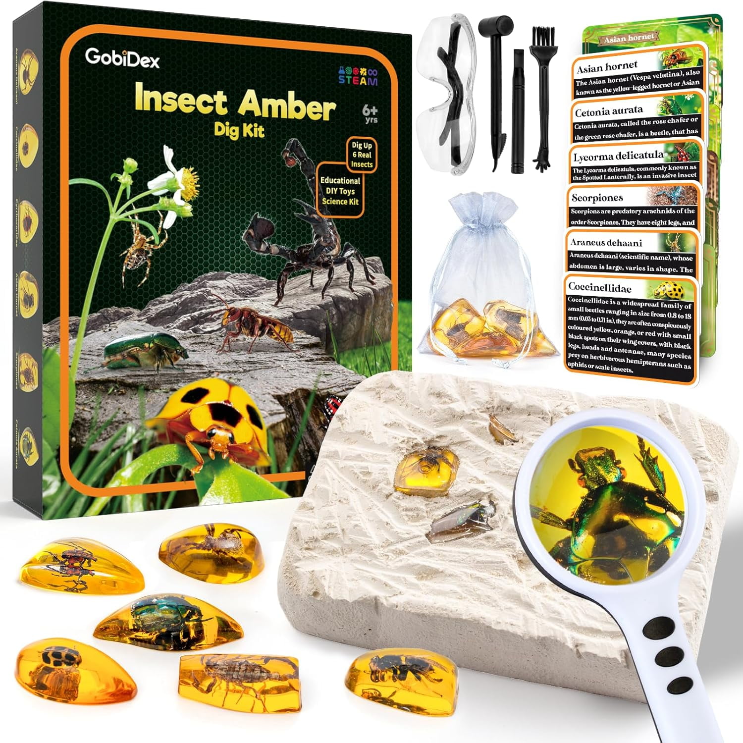 GobiDex Amber Dig Kit-Artificial Insect Resin, Excavate 6 Insects ...