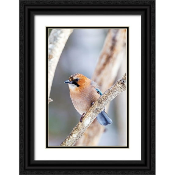 Goff, Ellen 13x18 Black Ornate Wood Framed with Double Matting Museum ...