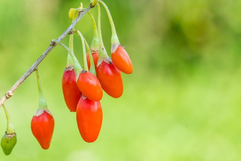Goji Berry Bush Seedling for Planting, Wolfberry - 1 Year Seedlings ...