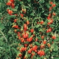 Goji Berry (Lycium), Deciduous Fruit Bearing Potted Plant, grown in a 2 ...