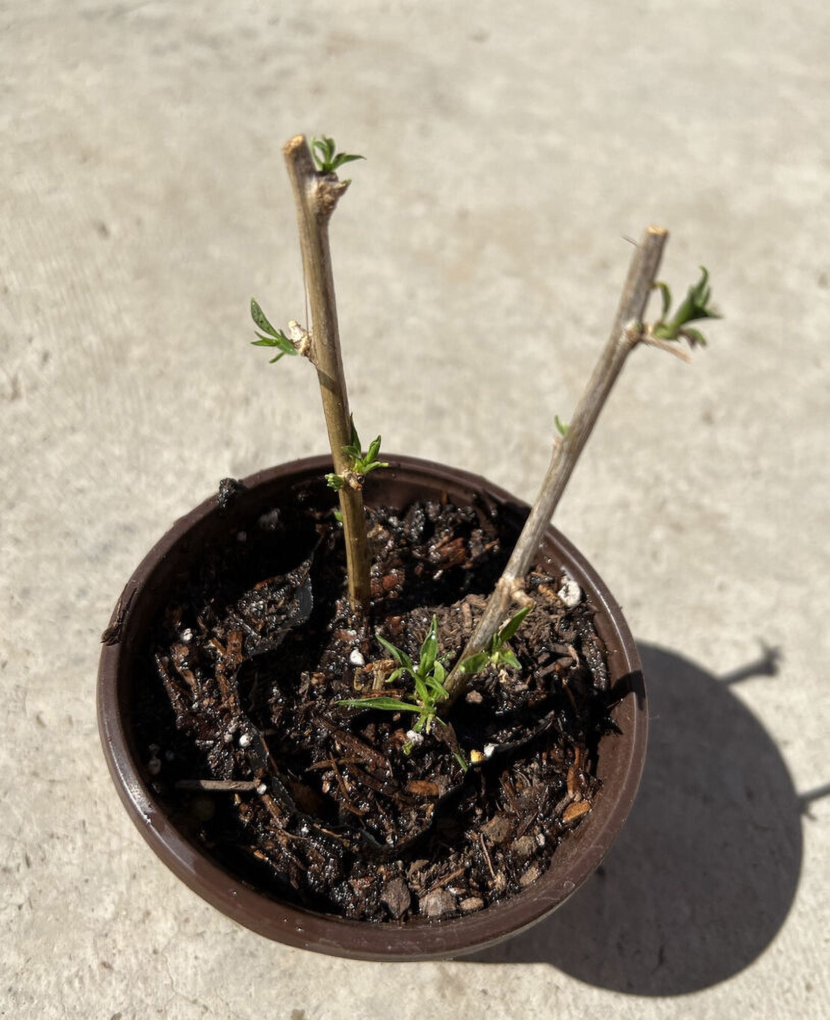 Goji Berry Plant Cutting With Pot Live Plant Ready To Plant - Walmart.com