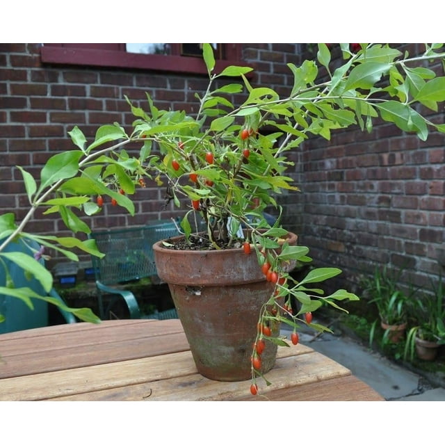 Goji Berry Plant - Live Starter Plant in a 2 Inch Growers Pot - Lycium ...