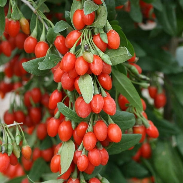 CZ Grain 10 Goji Berry Plant Seeds, Exotic Fruit Bearing Tree - Walmart ...