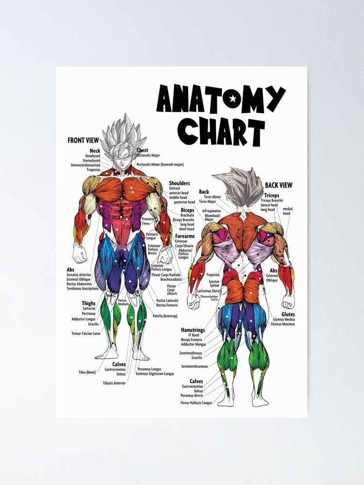 Goku Muscle Chart - Anatomy Diagram - Anime Gym Motivational Fashion ...