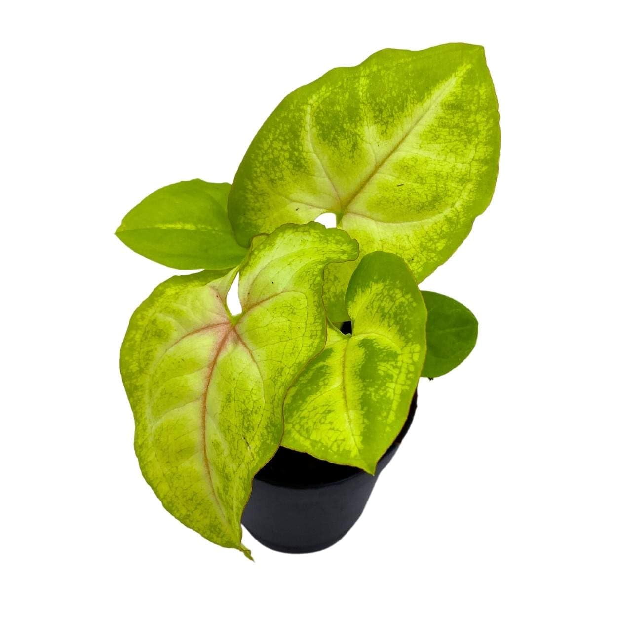 Gold Allusion Syngonium, 2 inch Golden Allusion Arrow Head Vine ...