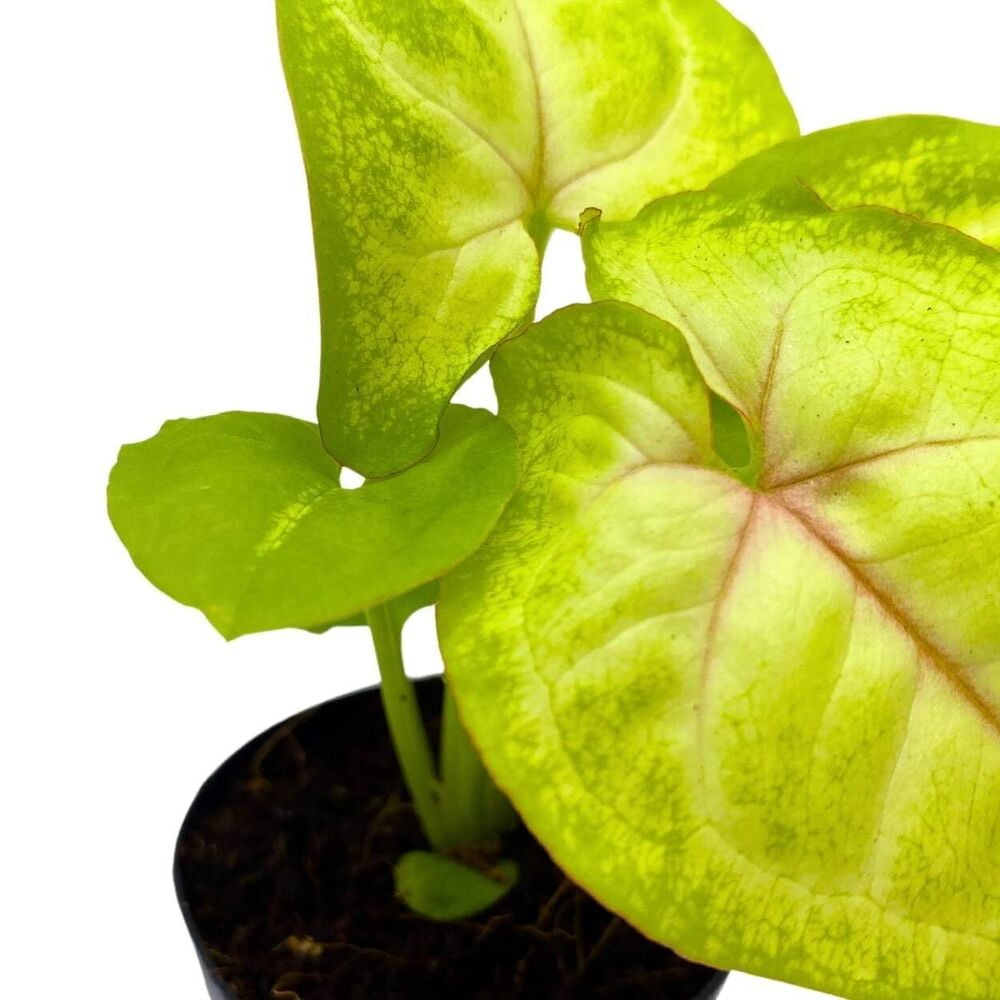 Gold Allusion Syngonium, 2 inch Golden Allusion Arrow Head Vine ...
