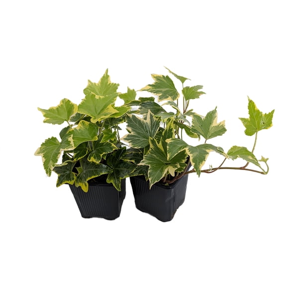 "Gold Child English Ivy - Hardy, Full Sun, Indoor & Outdoor Perennial ...