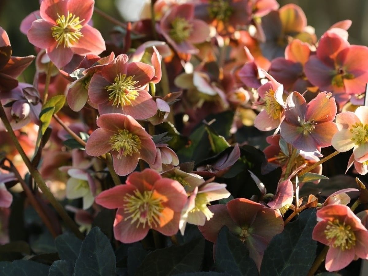 Gold Collection® Merlin - Christmas/Lenten Rose - Helleborus - Gallon ...