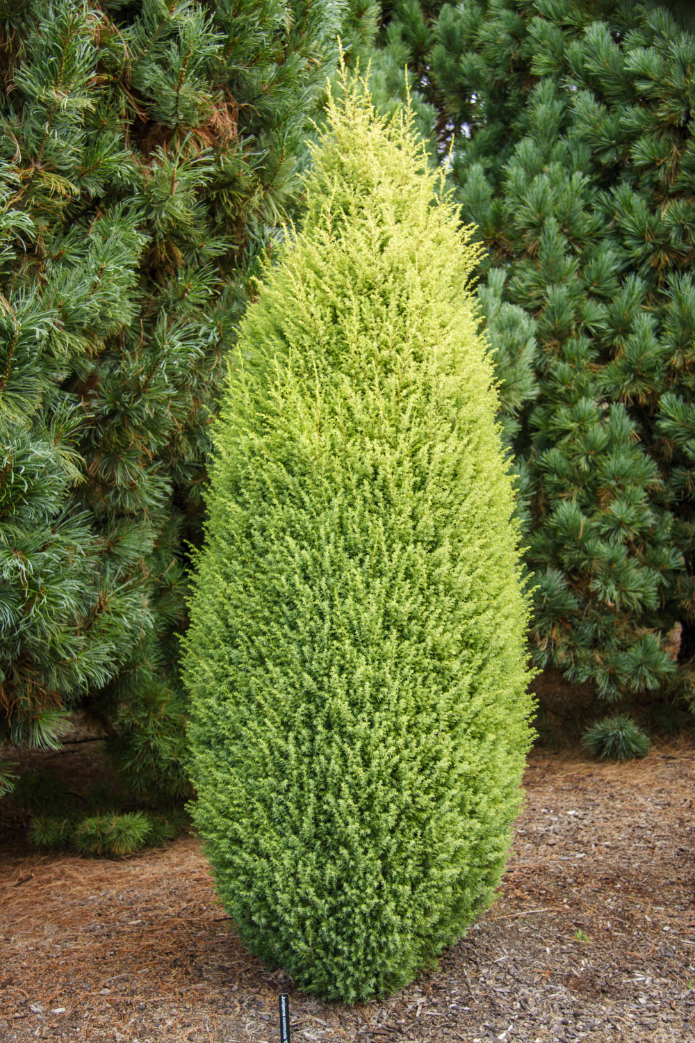 Juniper Scopulorum, Skyrocket Evergreen Tree, 4 Inch Pot, Lot of 6 ...