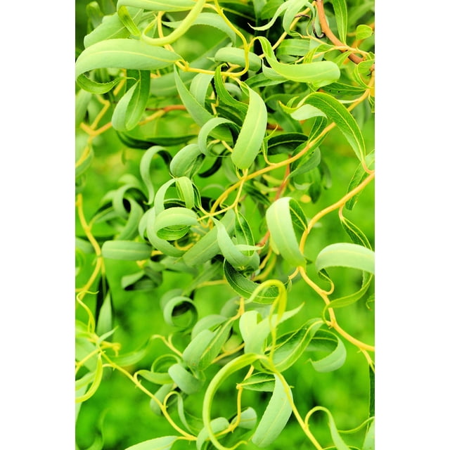 Gold Curly Willow Trees - Fast Growing Attractive Good Luck Trees ...