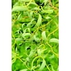 Gold Weeping Curly Willow Tree Cutting - Rarest of All Willows - Grow ...
