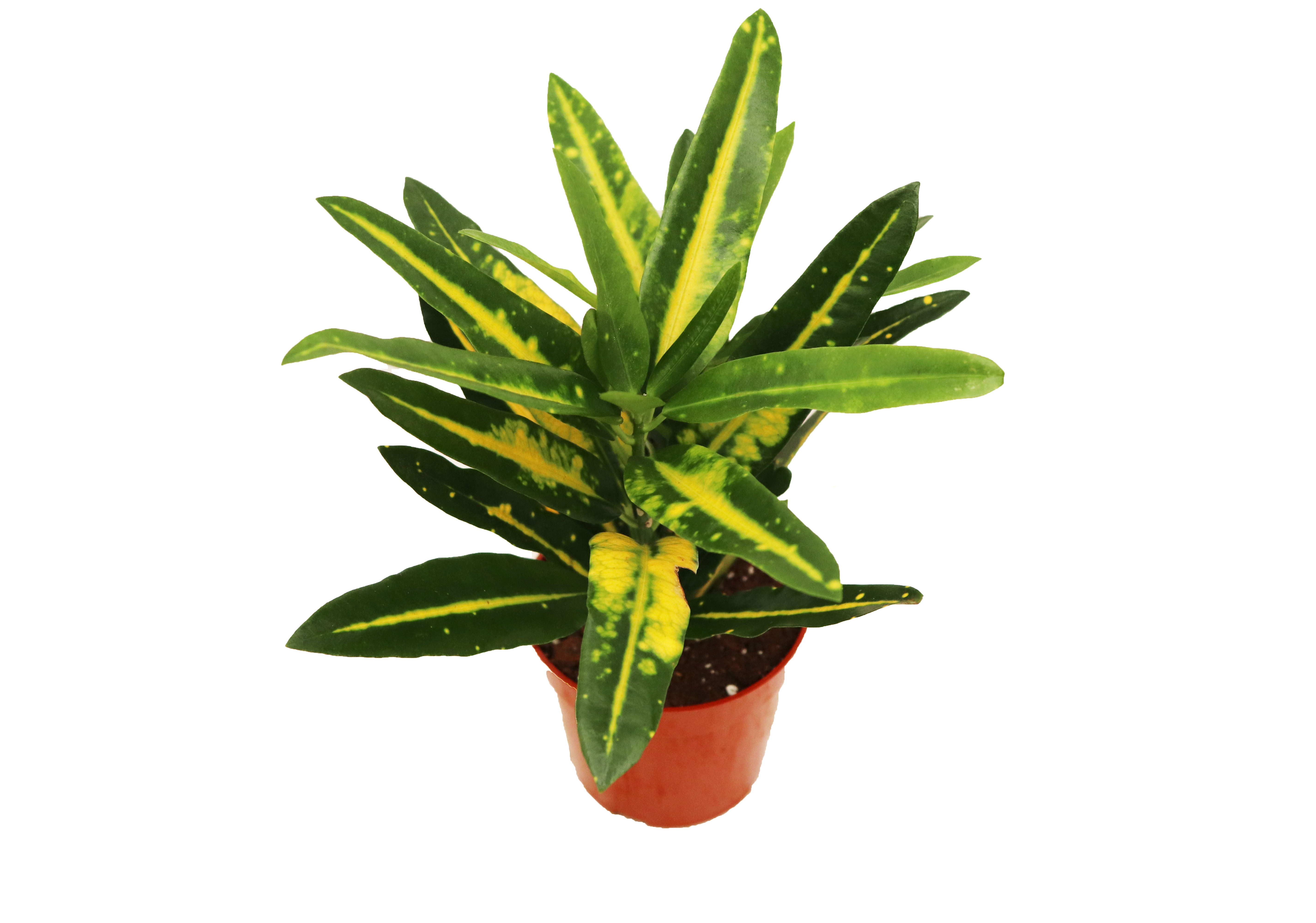Gold Dust Croton - 4'' from California Tropicals - Walmart.com