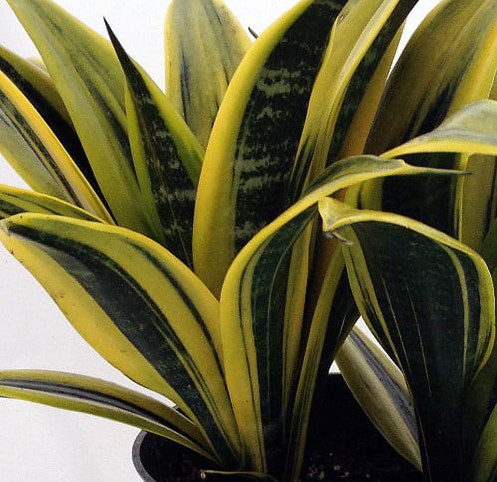 Gold Flame Live Indoor Lucky Snake Plant - Sanseveria - Easy to ...