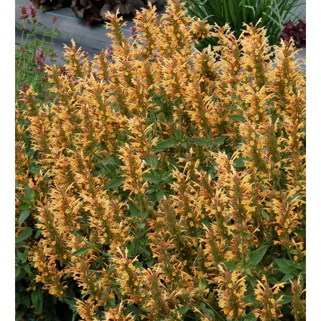 Outdoor Gold Kudos Hummingbird Mint - Agastache - Anise Hyssop - Live ...