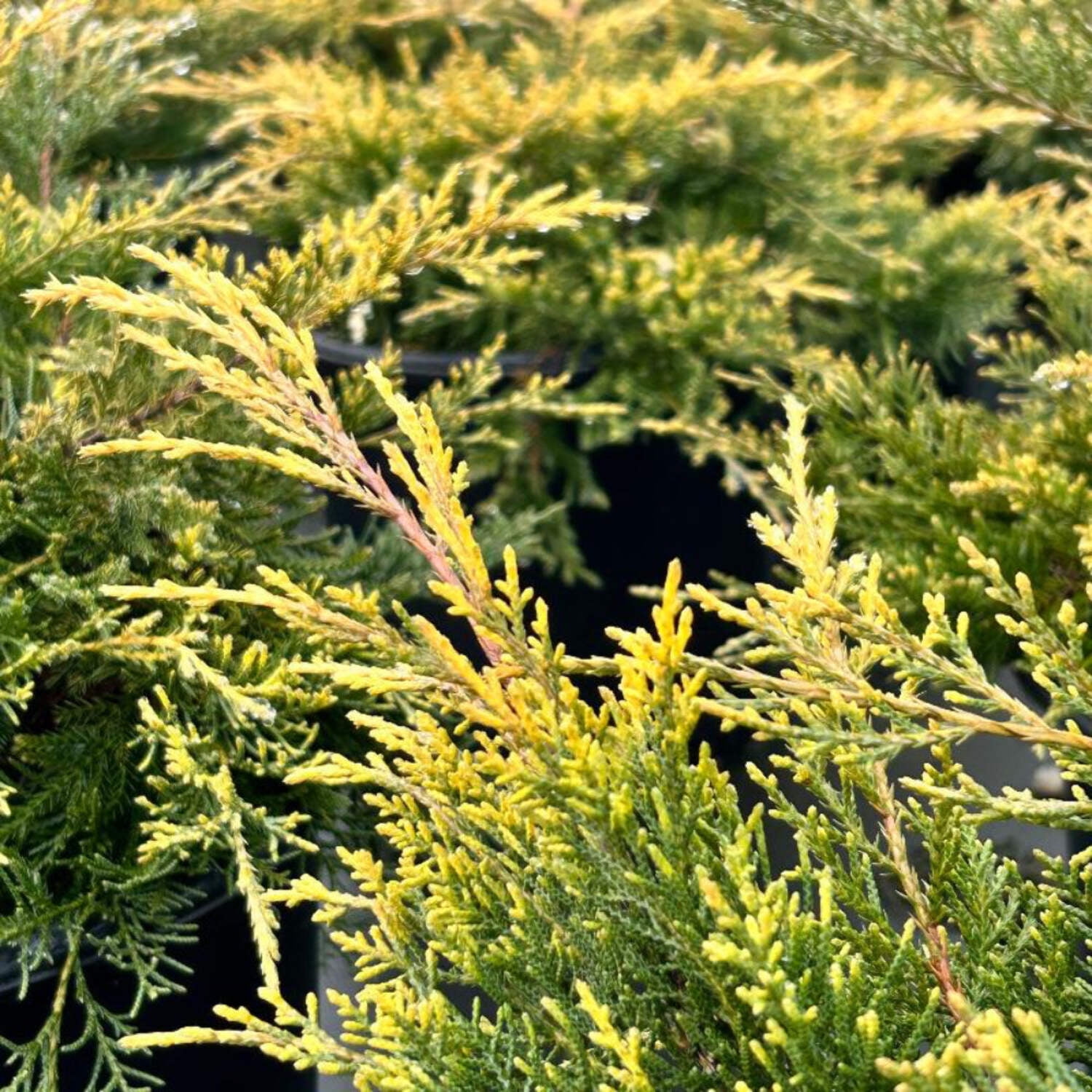 Gold Lace Juniper - Juniperus chinensis 'Gold Lace' - Walmart.com