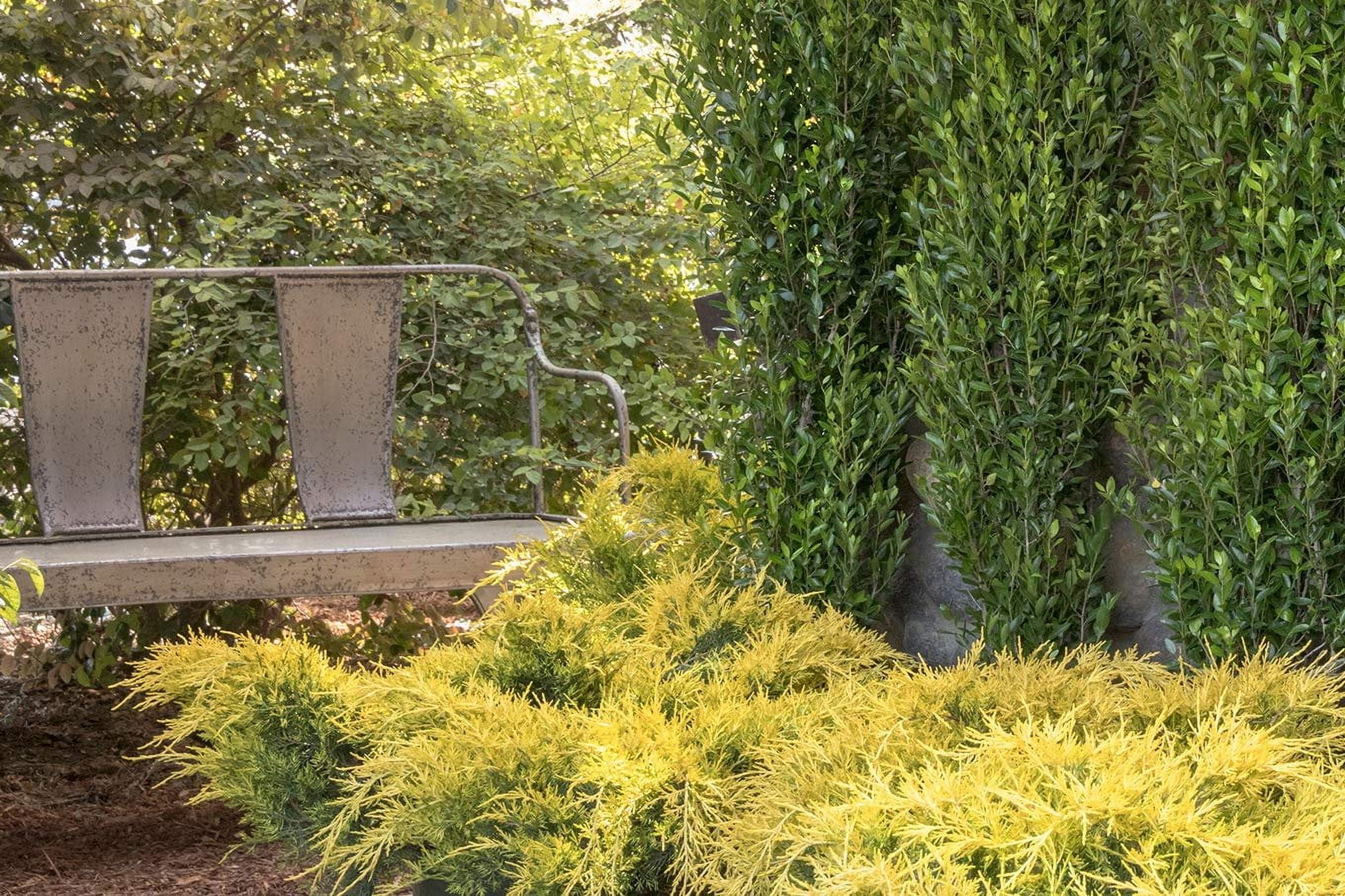 Gold Lace Juniper - 30 Live Plants - Juniperus Chinensis - Evergreen ...