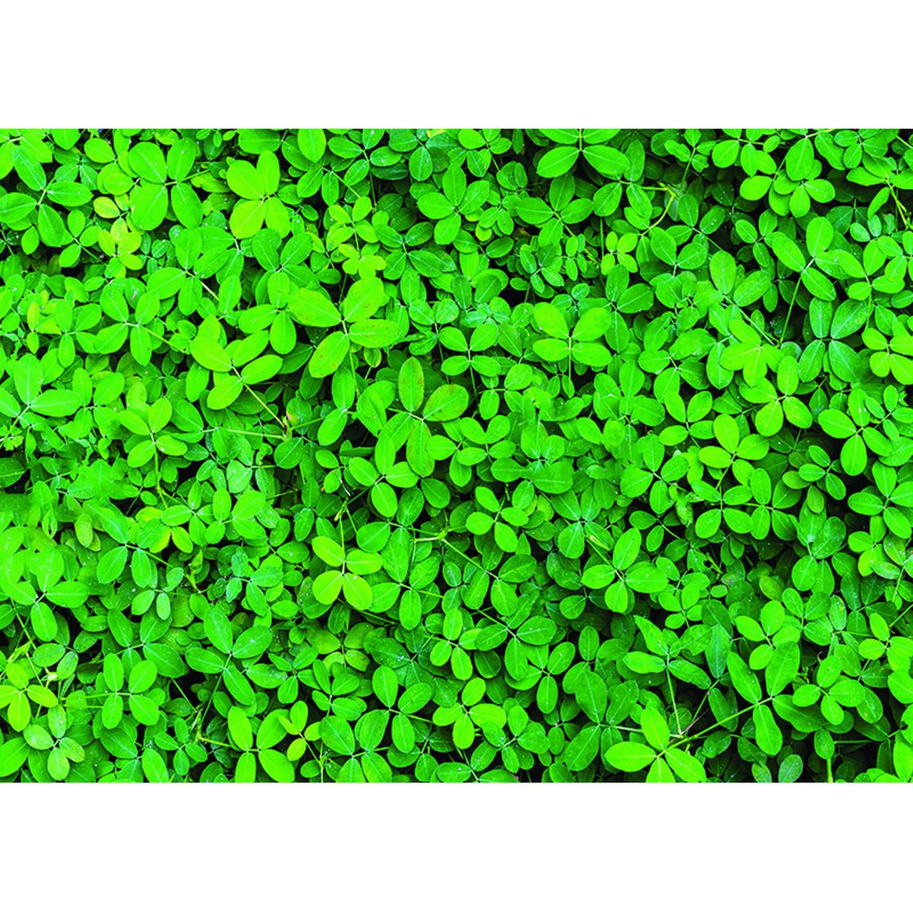 Gold Leaves Tropical Plants Photography Backdrops Props Rainforest ...