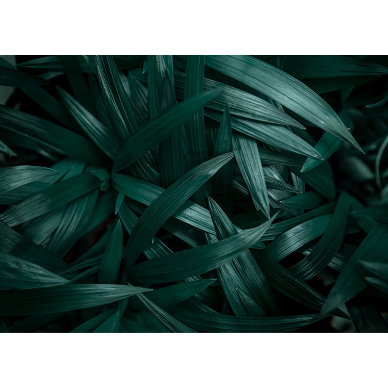 Gold Leaves Tropical Plants Photography Backdrops Props Rainforest ...