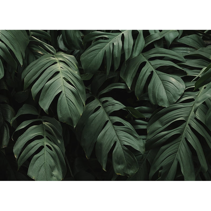 Gold Leaves Tropical Plants Photography Backdrops Props Rainforest ...
