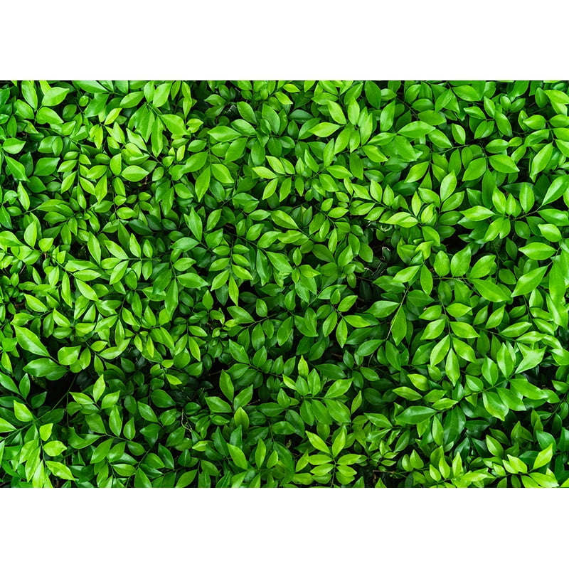 Gold Leaves Tropical Plants Photography Backdrops Props Rainforest ...