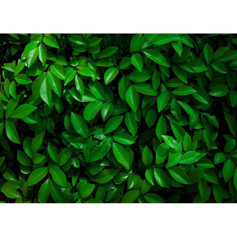 Gold Leaves Tropical Plants Photography Backdrops Props Rainforest ...