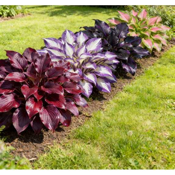 Gold Medal Hosta Plants Hosta Collection Bulbs Ornamental Hard-Simple ...
