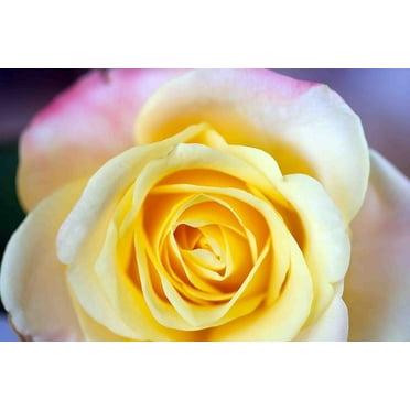 Belinda's Dream Rose Bush - Live Starter Plants in a 2 Inch Pot ...