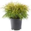 Gold Mop Threadleaf False Cypress (2.5 Quart) Evergreen Shrub - Yellow ...