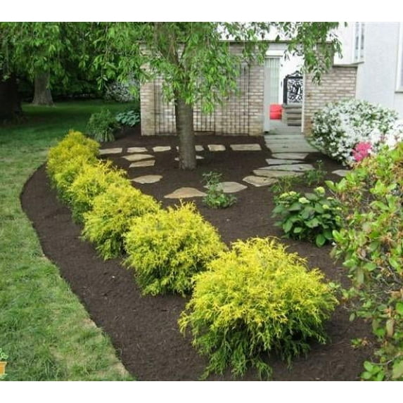 Gold Mop Threadleaf Cypress - Live Plant - ( 1 QT ) - Evergreen - Full ...